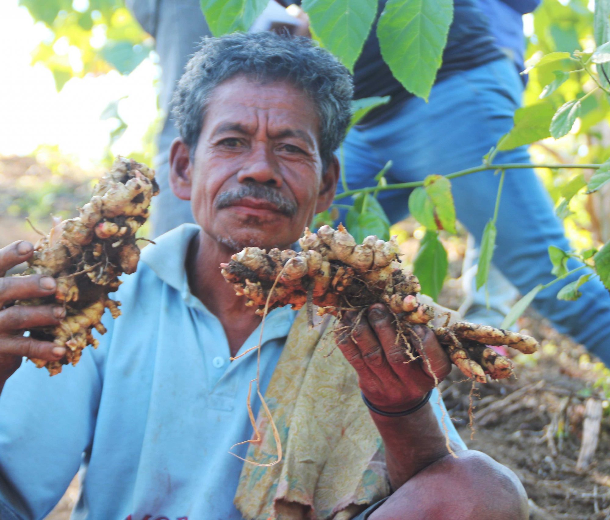 Agriculture and Livelihoods | ADRA Timor-Leste